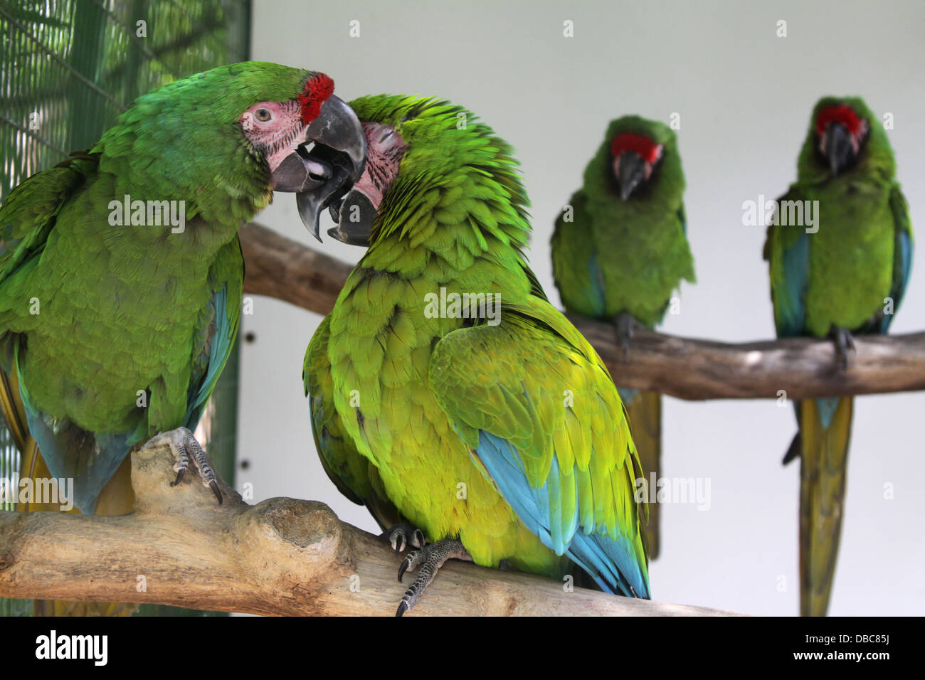 Green parrots hi-res stock photography and images - Alamy