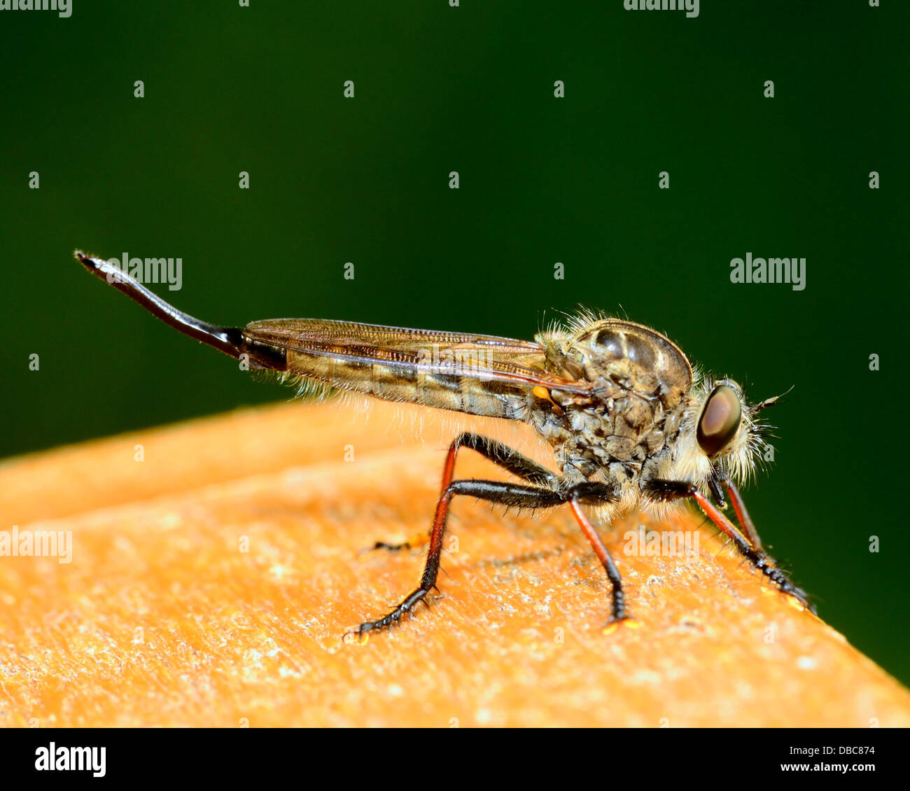 Robber fly hi-res stock photography and images - Alamy