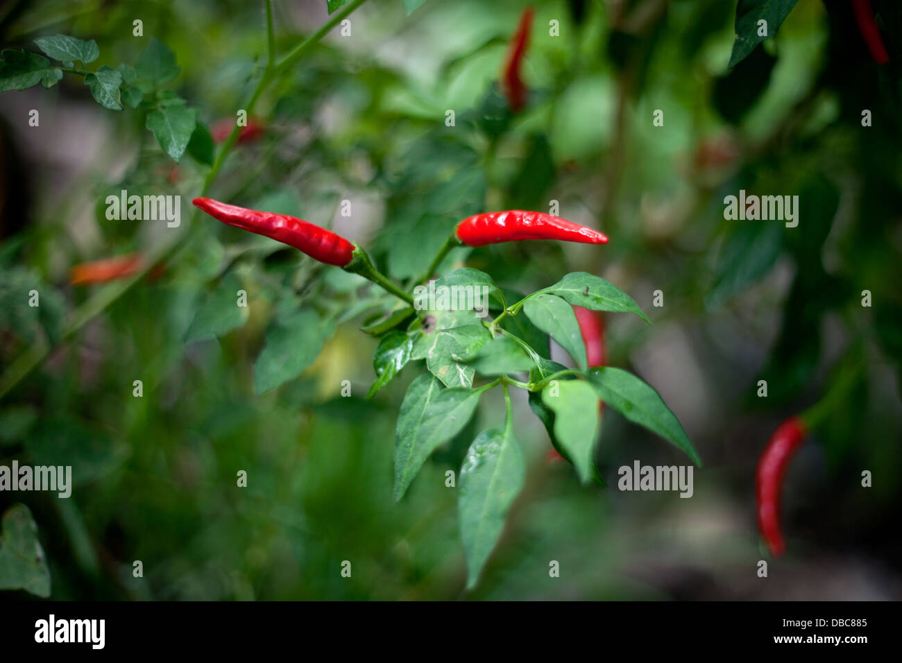 Little chilli plants hi-res stock photography and images - Alamy