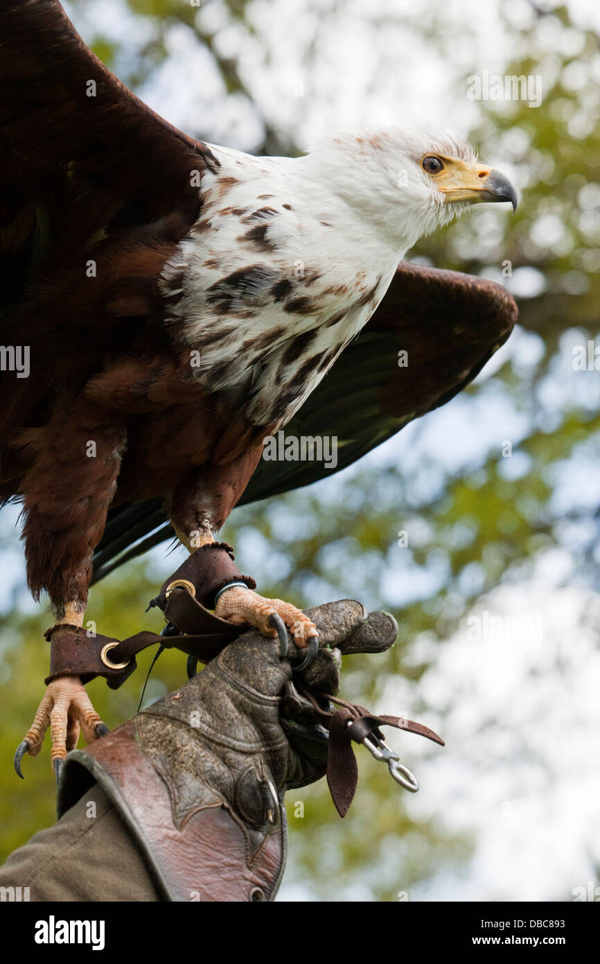 Handling eagle hi-res stock photography and images - Alamy