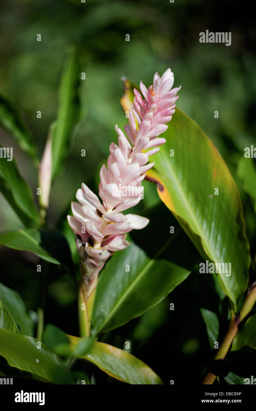 Purpurata water lily hi-res stock photography and images - Alamy