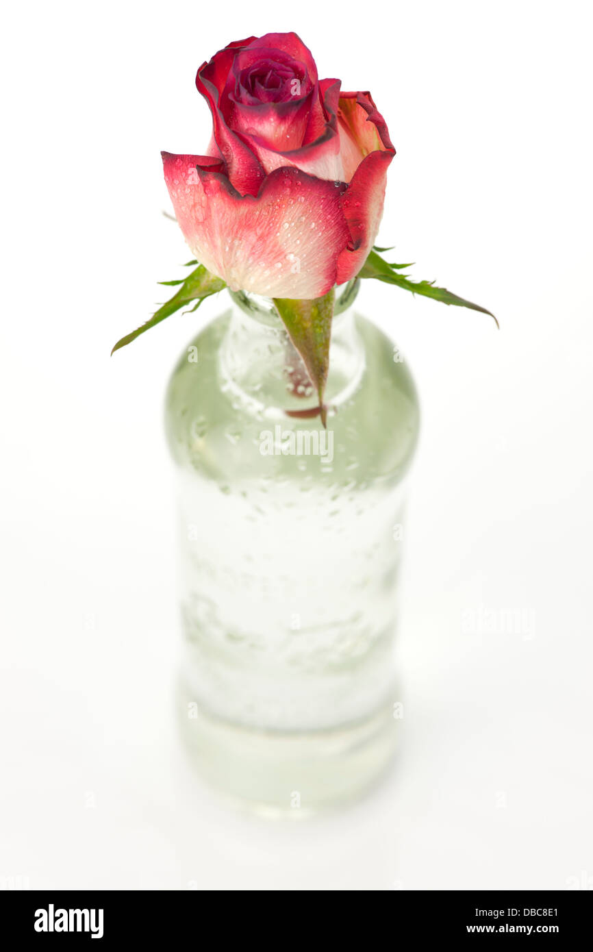 Red rose in a bottle with water covered with water drops Stock Photo ...