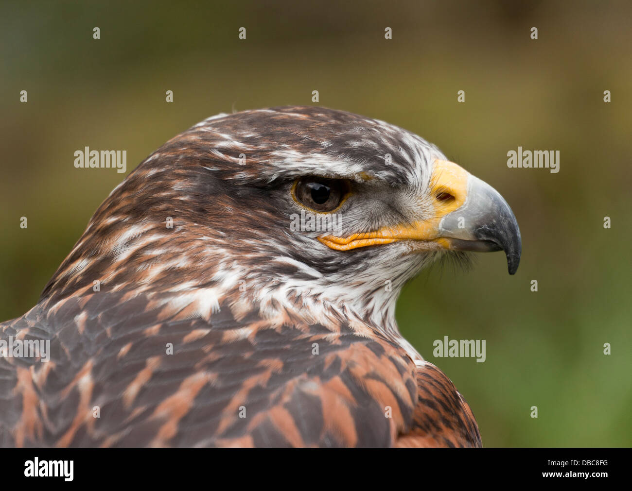 "Red Tailed Hawk" portrait Stock Photo - Alamy