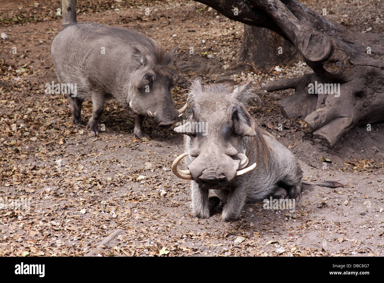 Warthogs (Phacochoerus africanus) sitting in the ground at the Miami ...