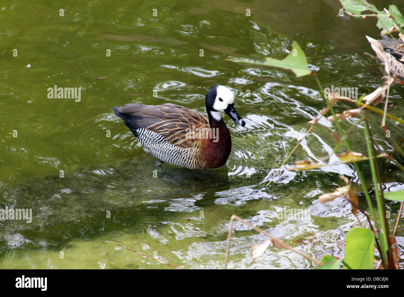 Wild duck swimming Stock Photo - Alamy