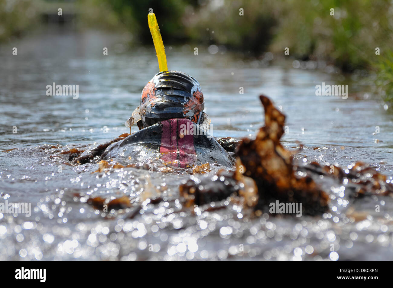 Bog snorkelling hi-res stock photography and images - Alamy