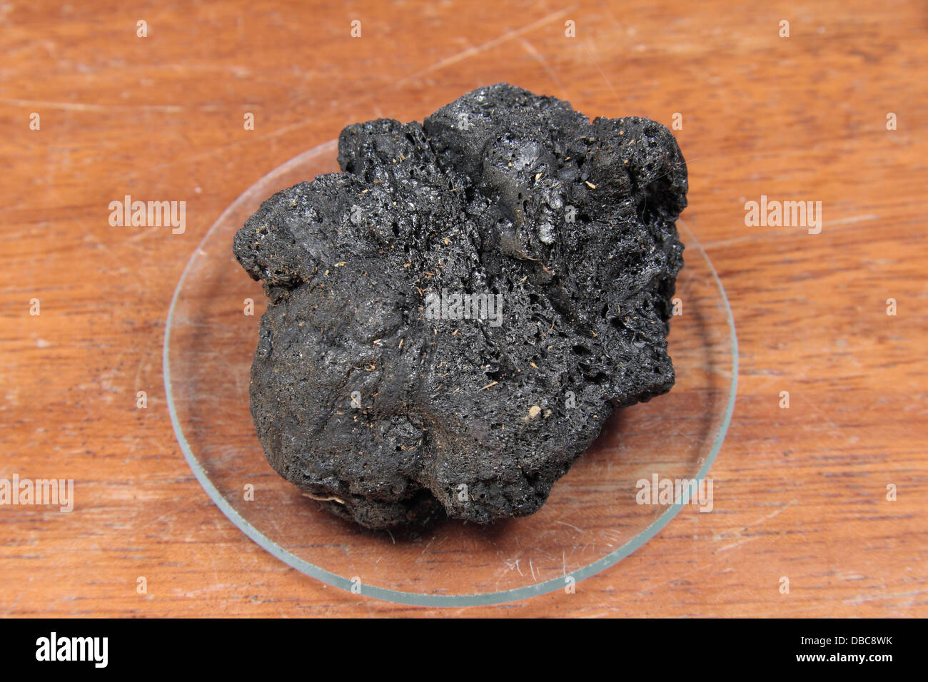 A small lump of coke on a watch glass as used in a UK high school Stock ...
