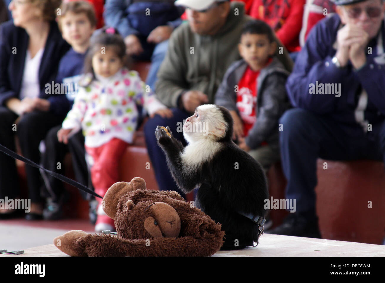 The white-headed (Cebus capucinus), also known as the white-faced or ...