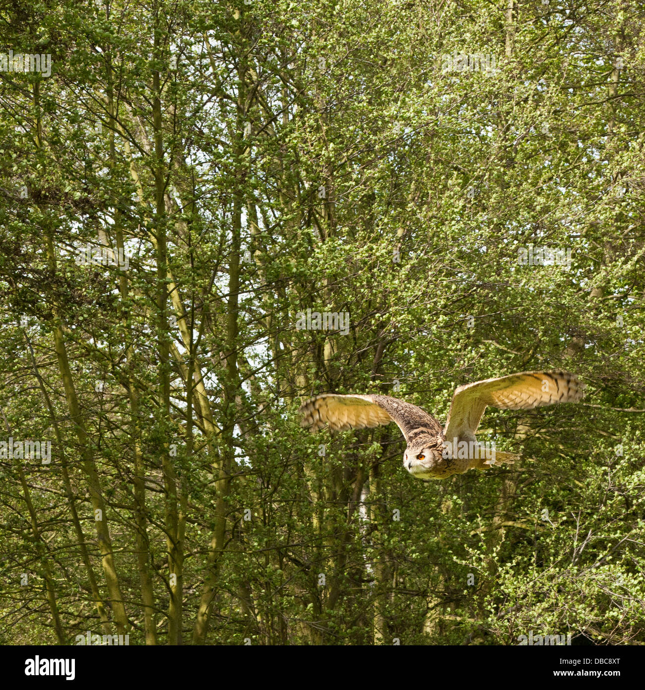 Long eared owl flight hi-res stock photography and images - Alamy