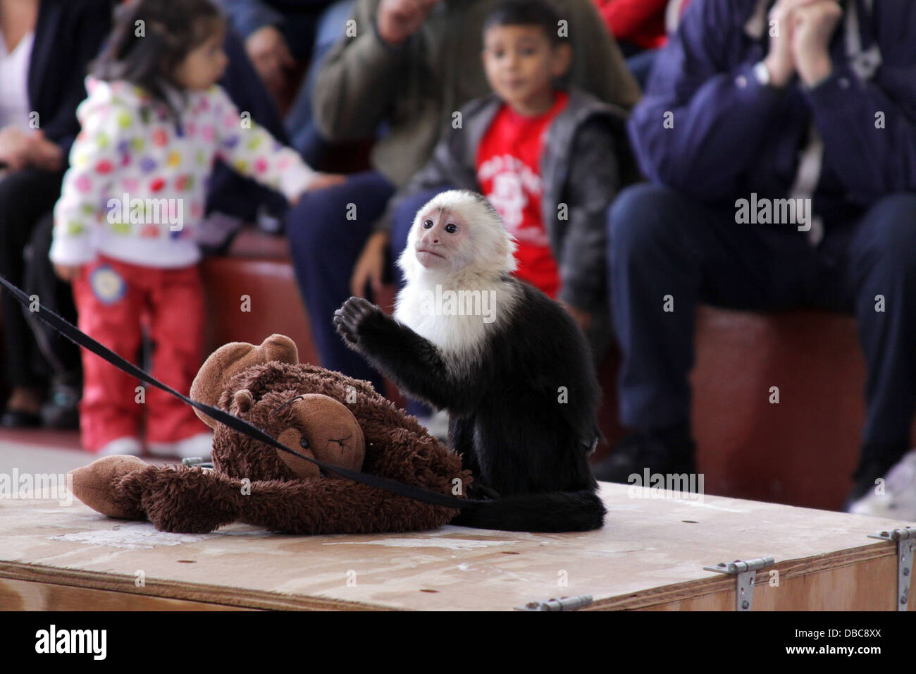 The white-headed (Cebus capucinus), also known as the white-faced or ...