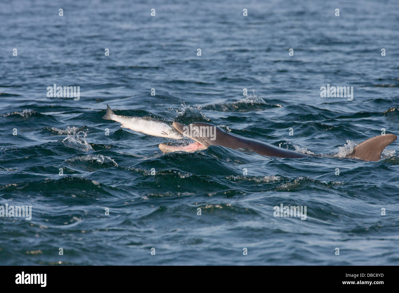 Dolphin eating fish hi-res stock photography and images - Alamy