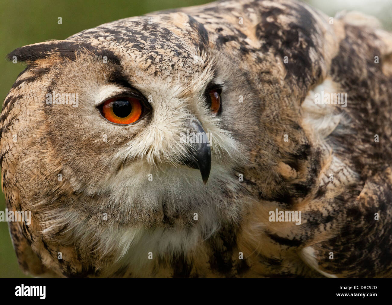 Crouching predator hi-res stock photography and images - Alamy