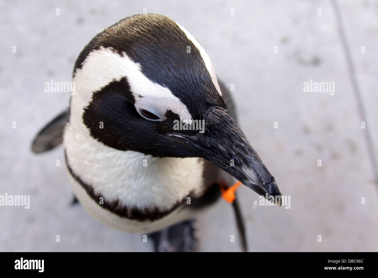 African penguin exhibit hi-res stock photography and images - Alamy