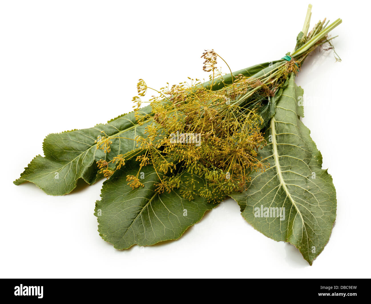 Flowers branches leaves pattern Cut Out Stock Images & Pictures - Alamy