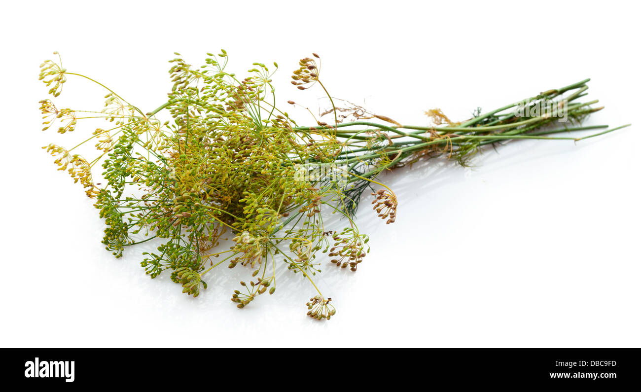 Dill flower isolated on white Stock Photo - Alamy