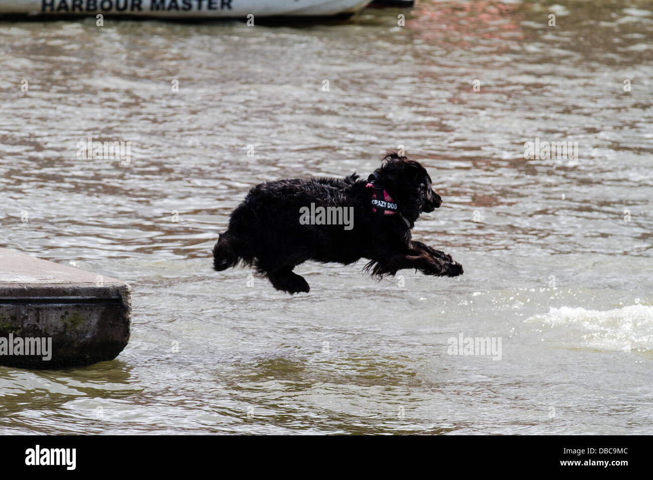 Rescue dog newfoundland swimming hi-res stock photography and images ...