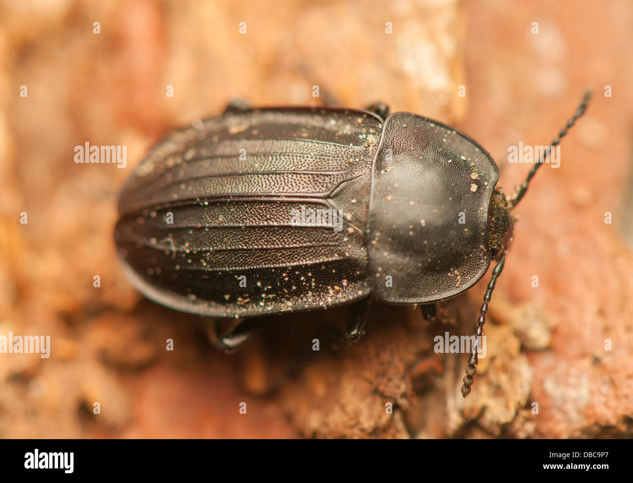 Silpha beetle hi-res stock photography and images - Alamy