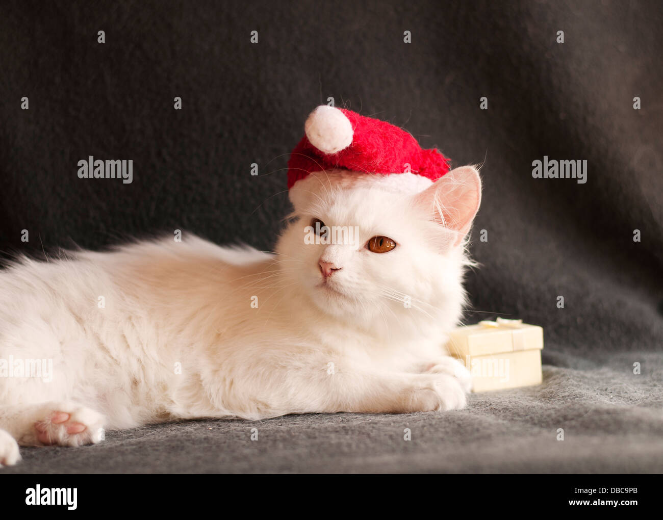 Cat as Santa Stock Photo - Alamy