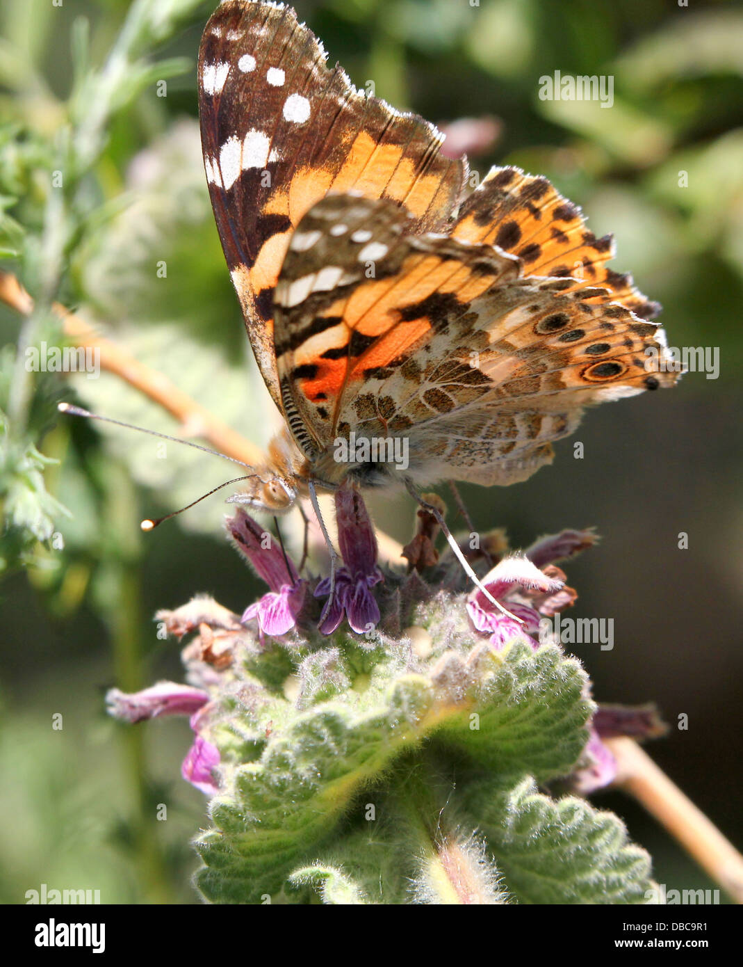 Vanesa vanessa cardui hi-res stock photography and images - Alamy