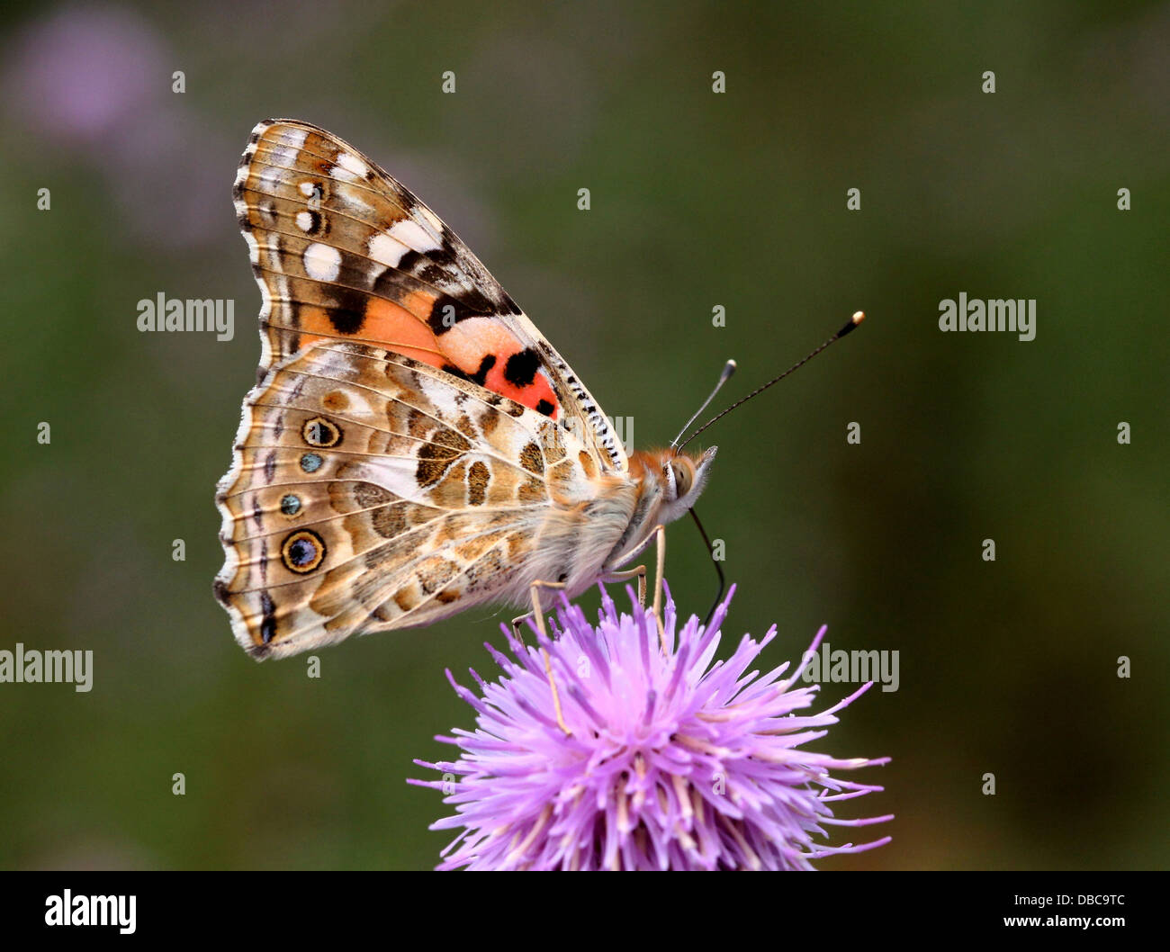 Vanesa vanessa cardui hi-res stock photography and images - Alamy