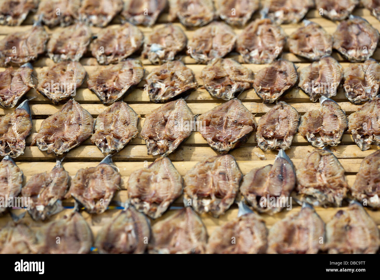 Fishes of philippines hi-res stock photography and images - Alamy