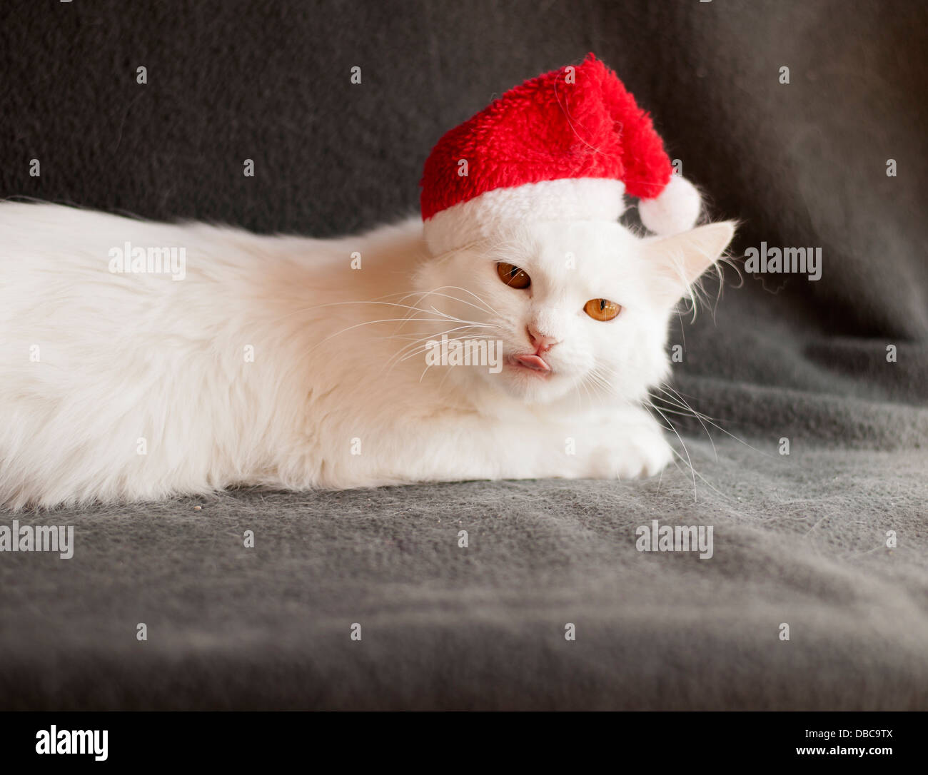Cat as Santa Stock Photo - Alamy