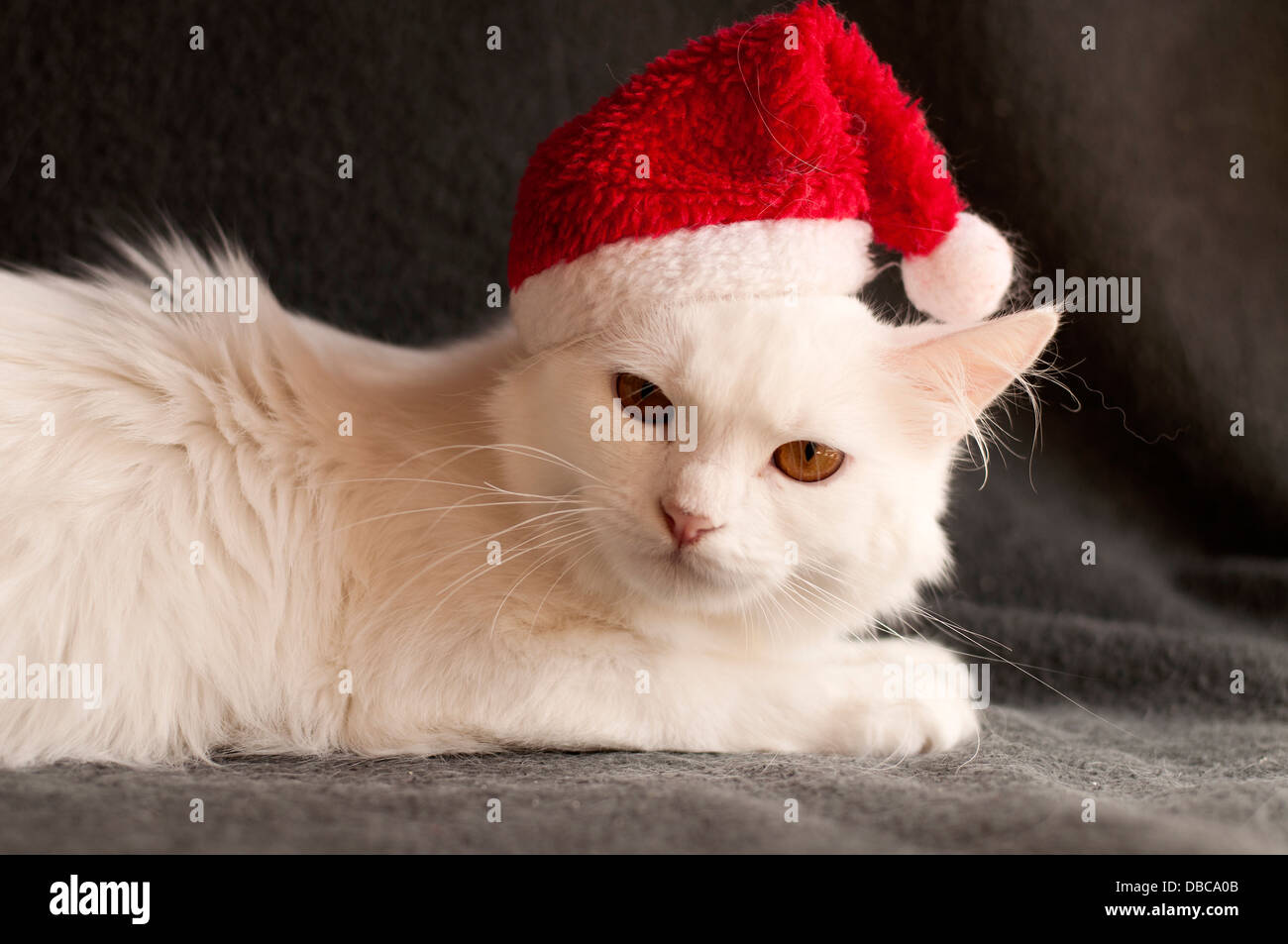 Cat wearing santa cap hi-res stock photography and images - Alamy