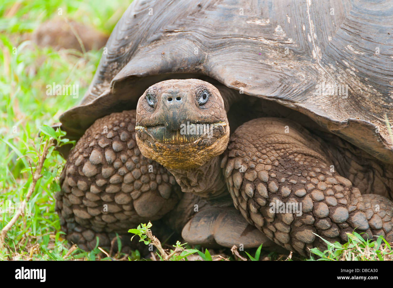Single giant tortoise looking face on to camera showing a closeup of ...