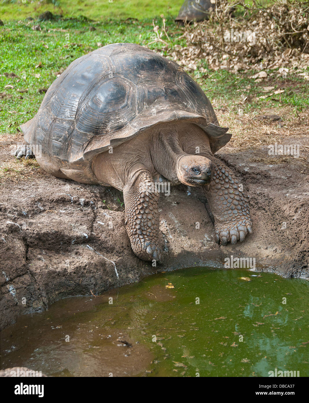Giant Tortoise getting ready to drink from a water hole Stock Photo - Alamy