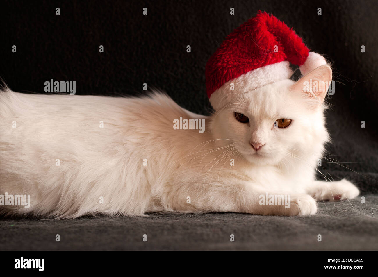 Cat as Santa Stock Photo - Alamy