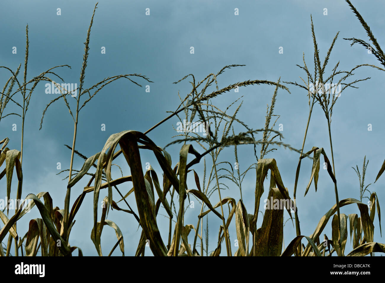 Cornstalks represent the core of fall and the September-November months ...