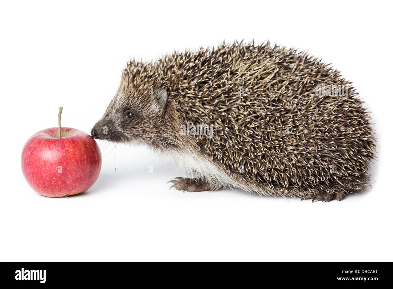 Erinaceus europaeus, western European Hedgehog, in front of white ...