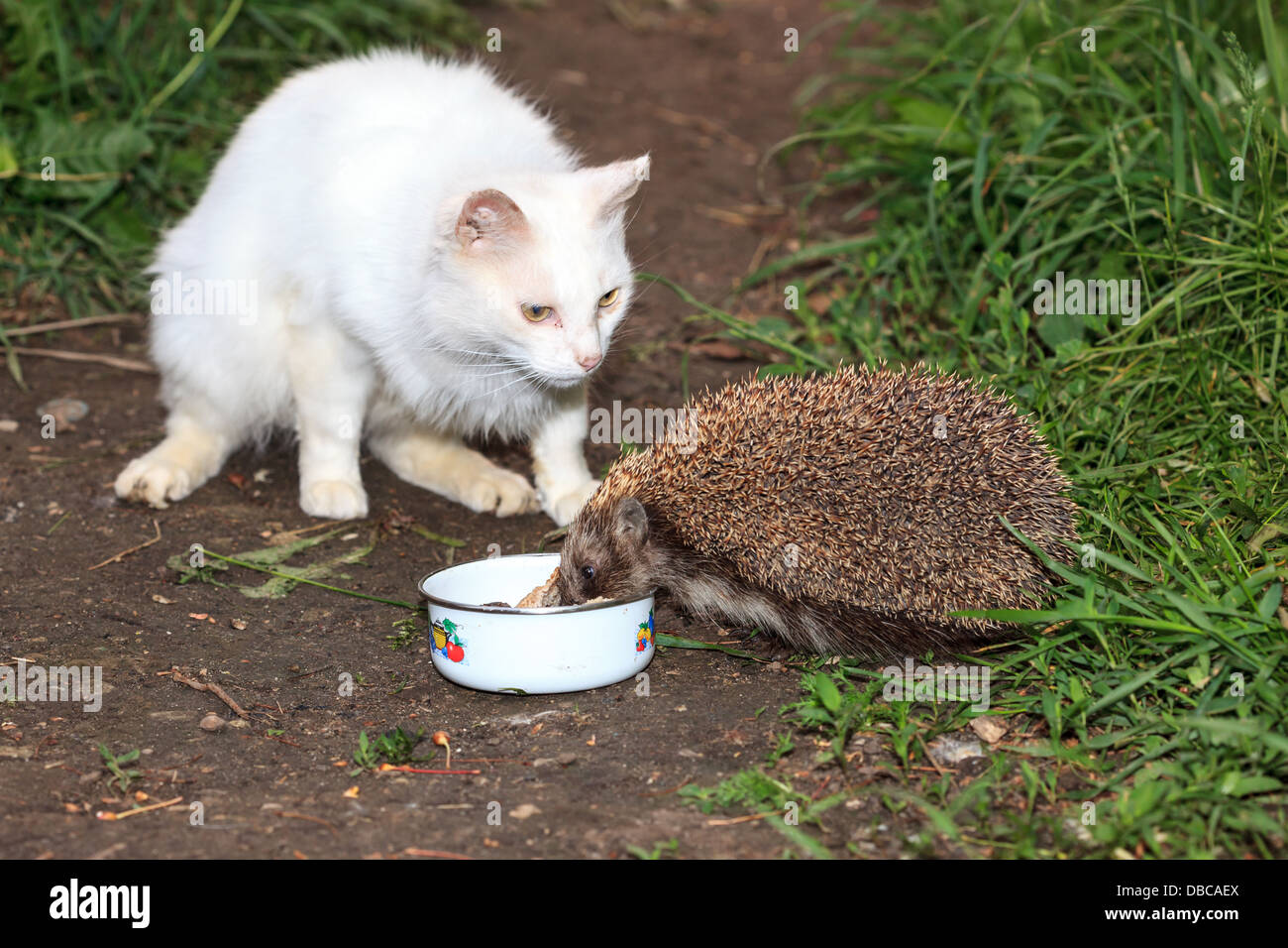 Erinaceus europaeus, western European Hedgehog. Denisovo, Ryazan region ...