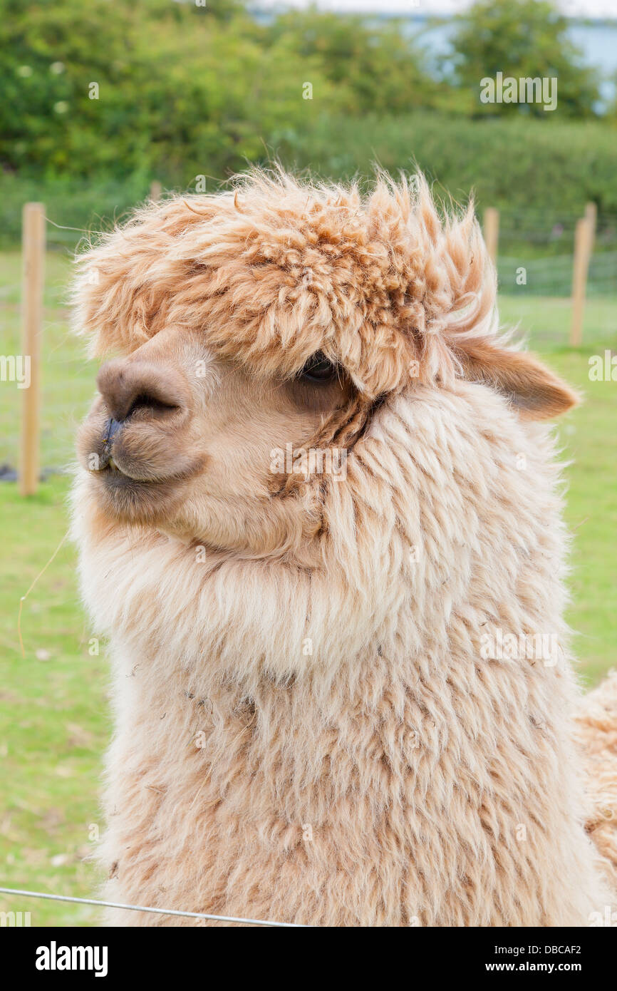Single alpaca farmed for its thick fleece which makes a fine wool Stock ...