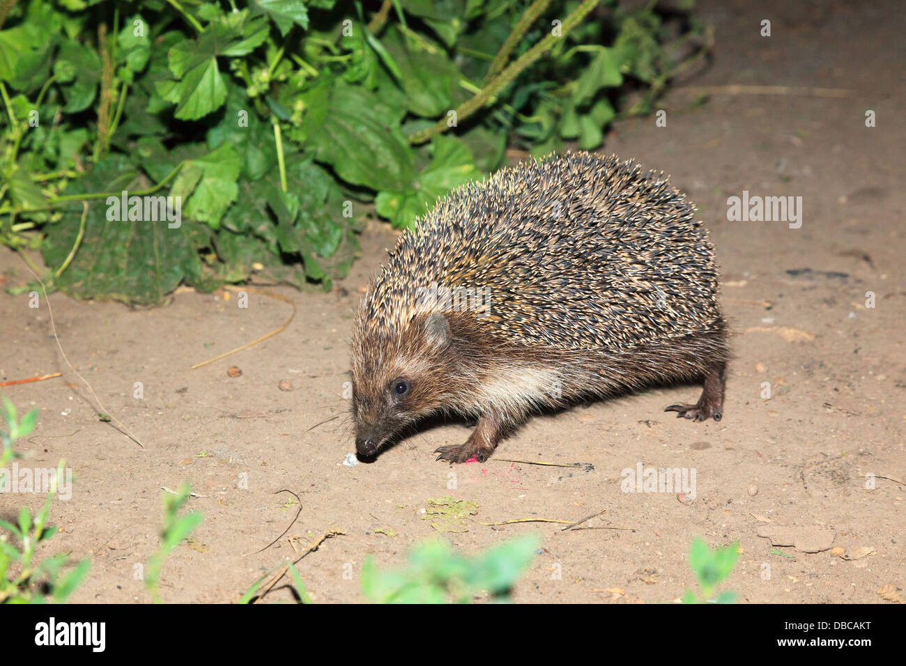 Erinaceus europaeus, western European Hedgehog. Denisovo, Ryazan region ...