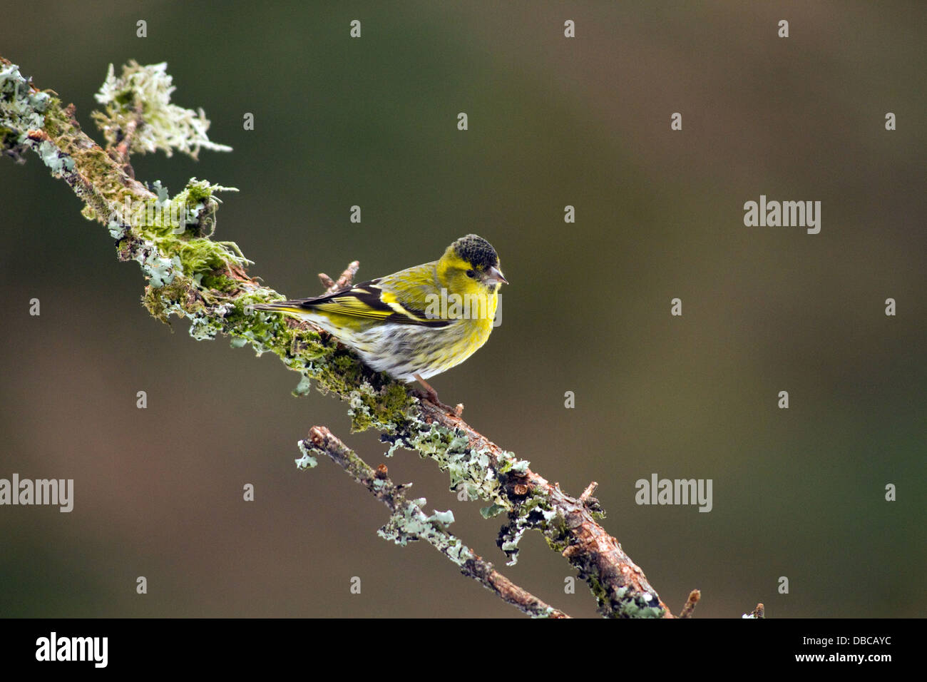 Siskins winter ireland hi-res stock photography and images - Alamy