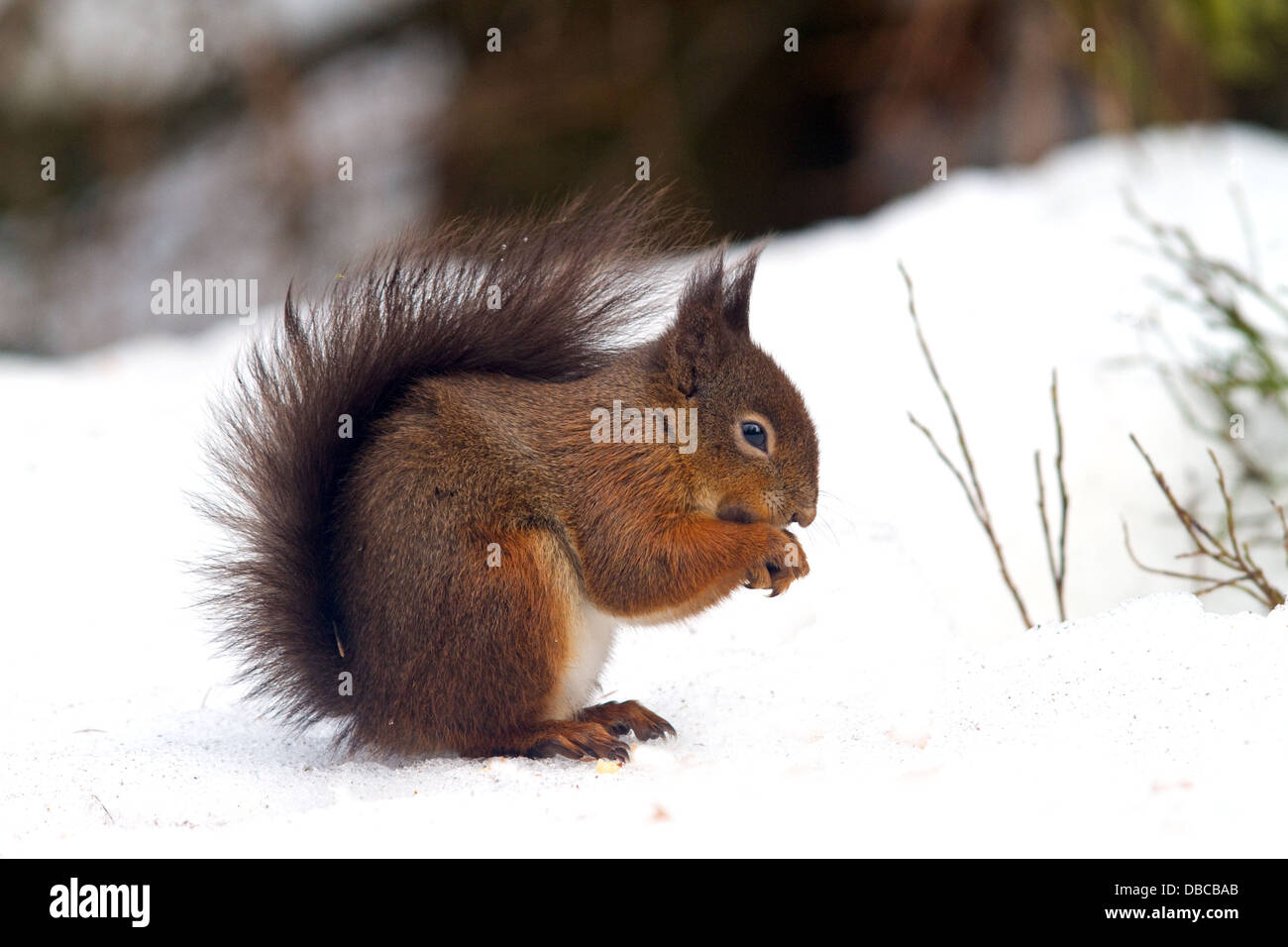 Red Squirrel in Cooley,Co.Louth,Ireland Stock Photo - Alamy