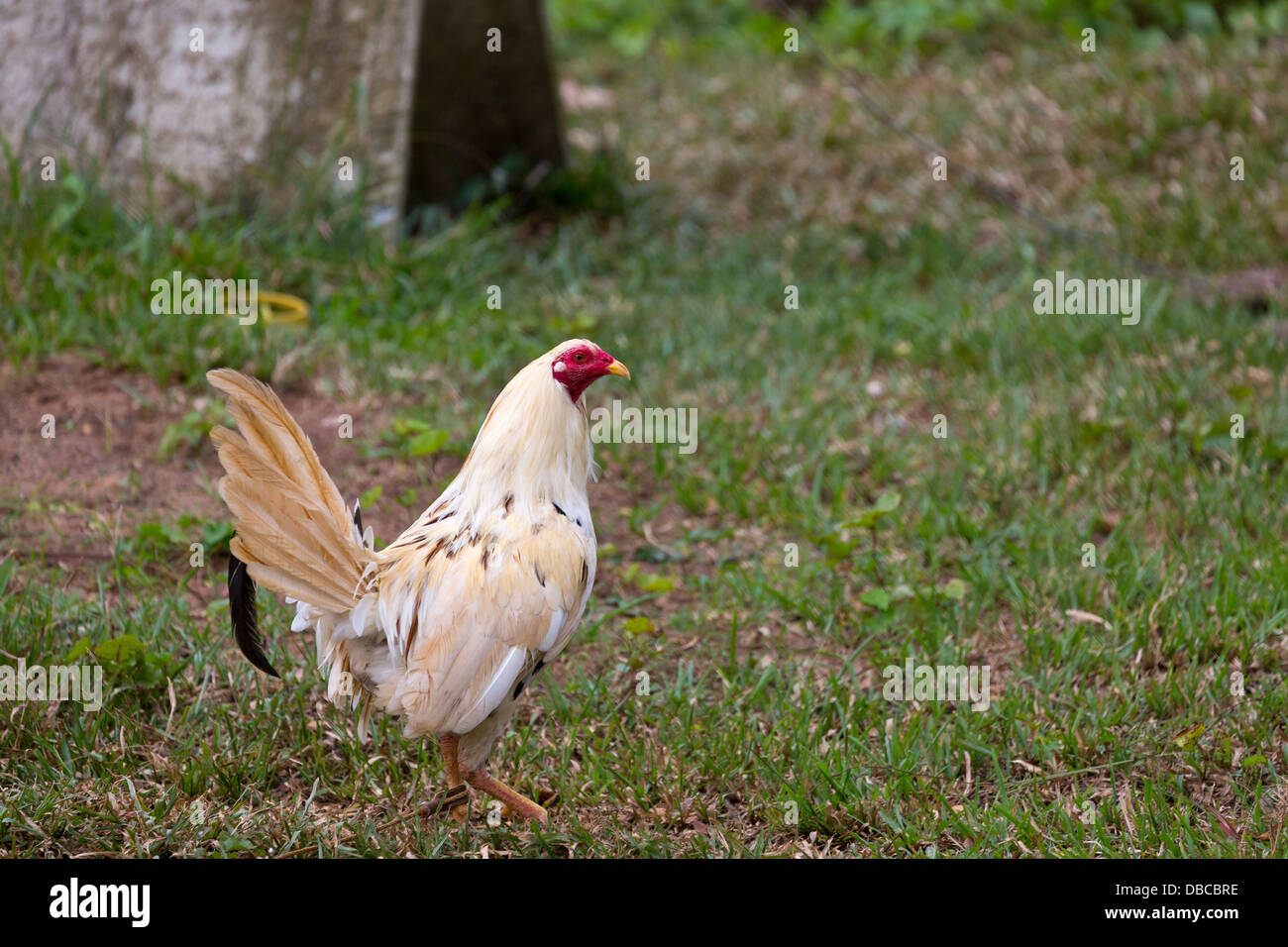 Chicken in the rural Countryside on Bohol Island, Philippines Stock ...
