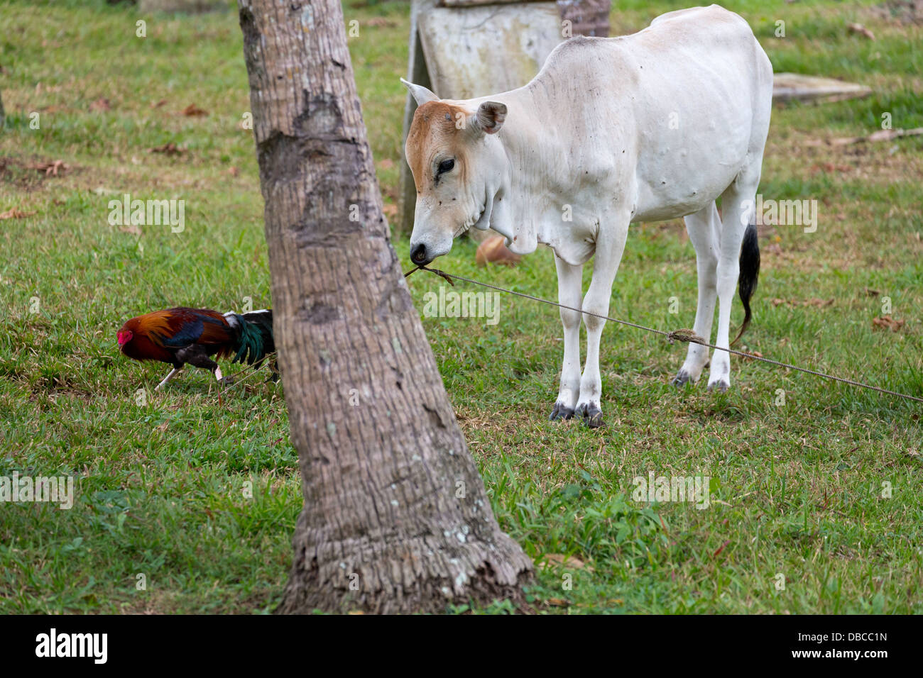 Cow in the Countryside on Bohol Island, Philippines Stock Photo - Alamy