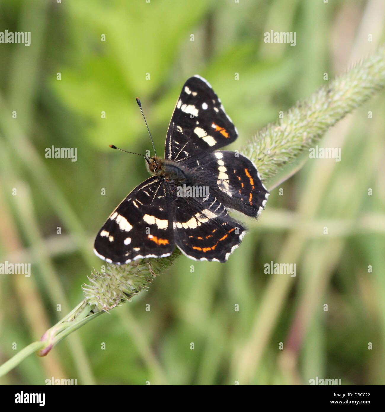 Map of papillon hi-res stock photography and images - Alamy