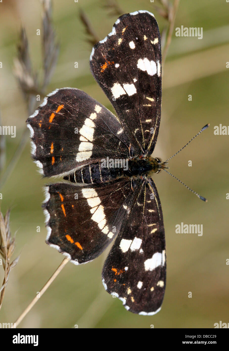 Close-up of a 2nd generation / summer brood European Map Butterfly ...