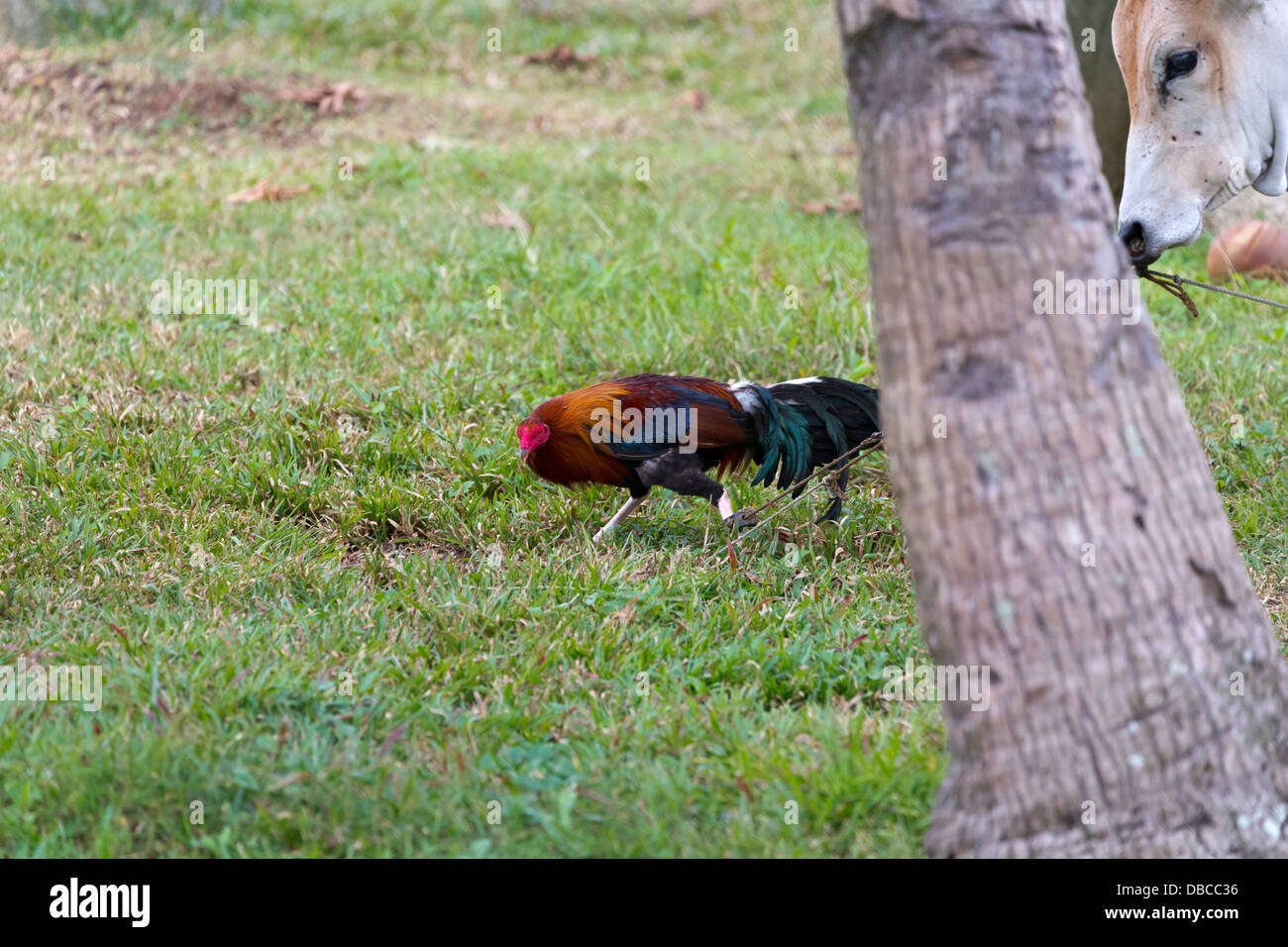 Chicken in the rural Countryside on Bohol Island, Philippines Stock ...