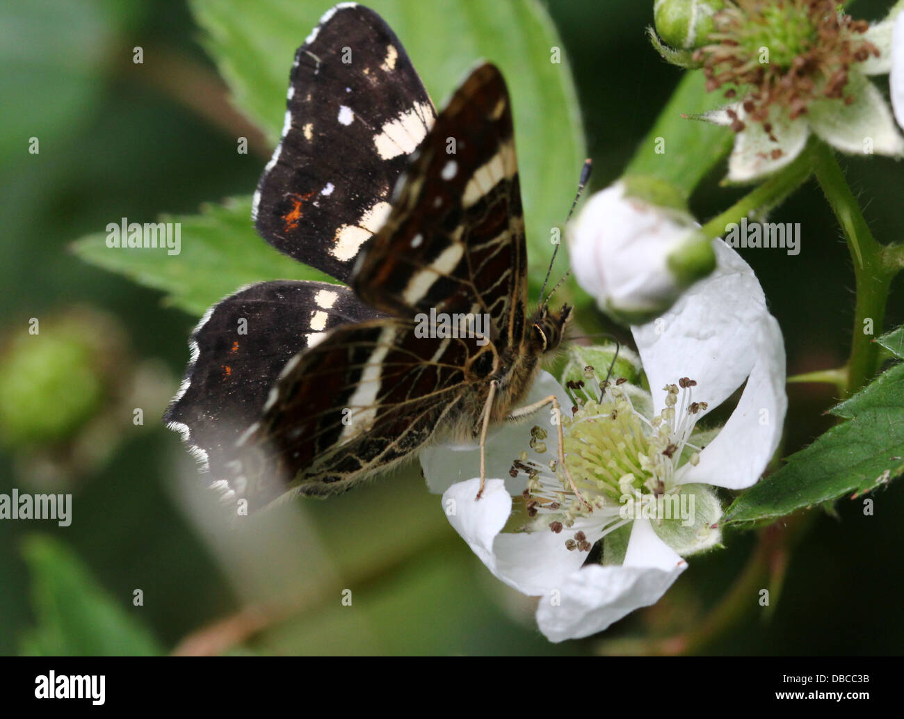 Map of papillon hi-res stock photography and images - Alamy