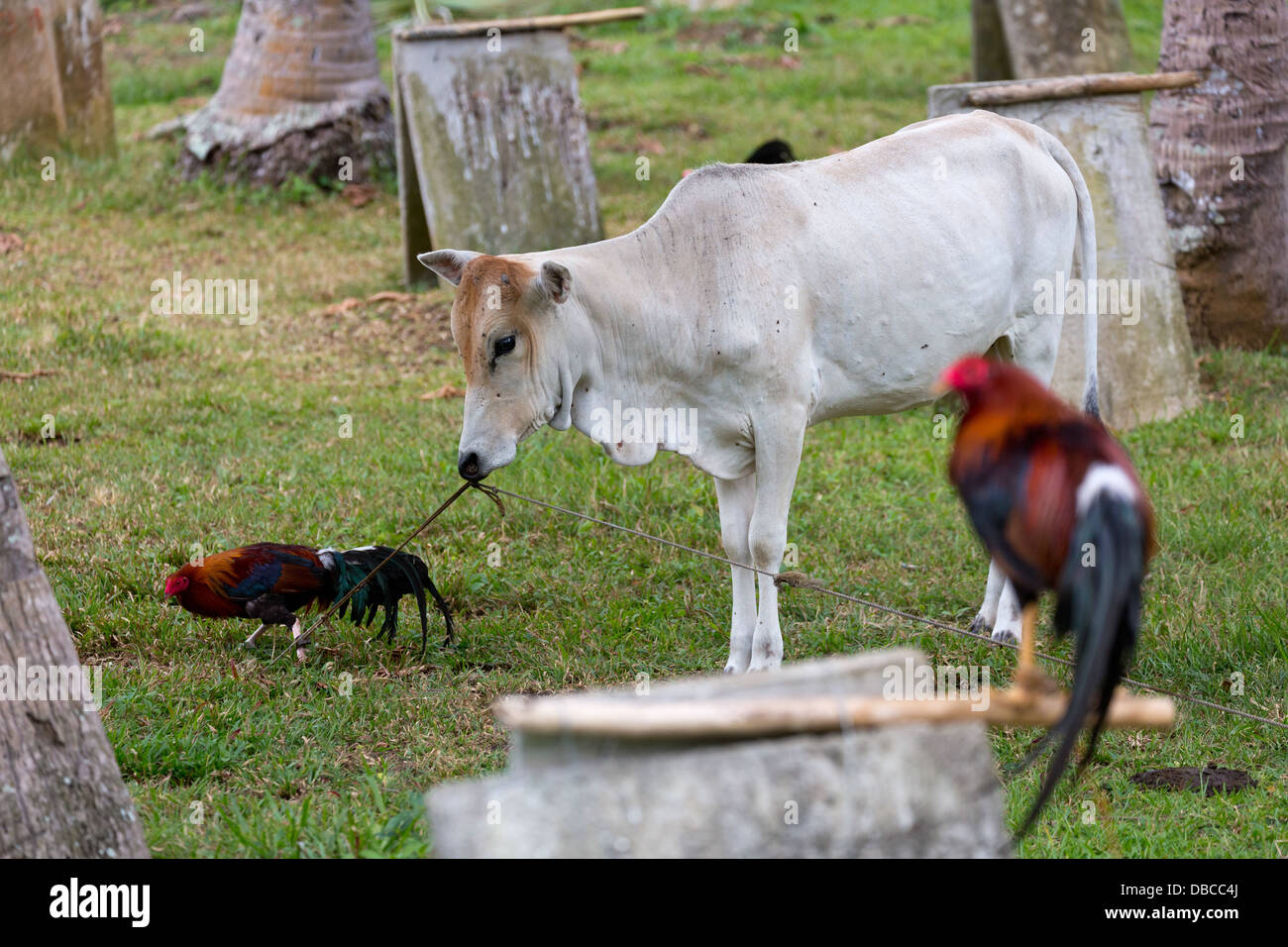Cow in the Countryside on Bohol Island, Philippines Stock Photo - Alamy