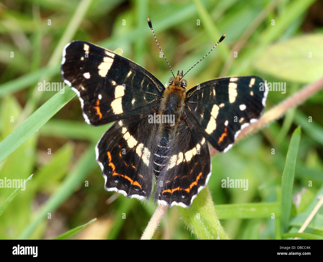 Map of papillon hi-res stock photography and images - Alamy