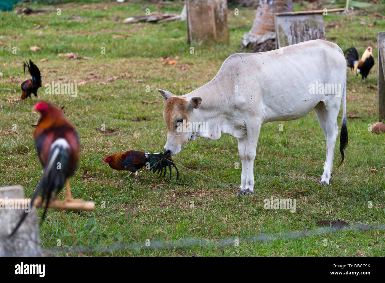 Cow in the Countryside on Bohol Island, Philippines Stock Photo - Alamy