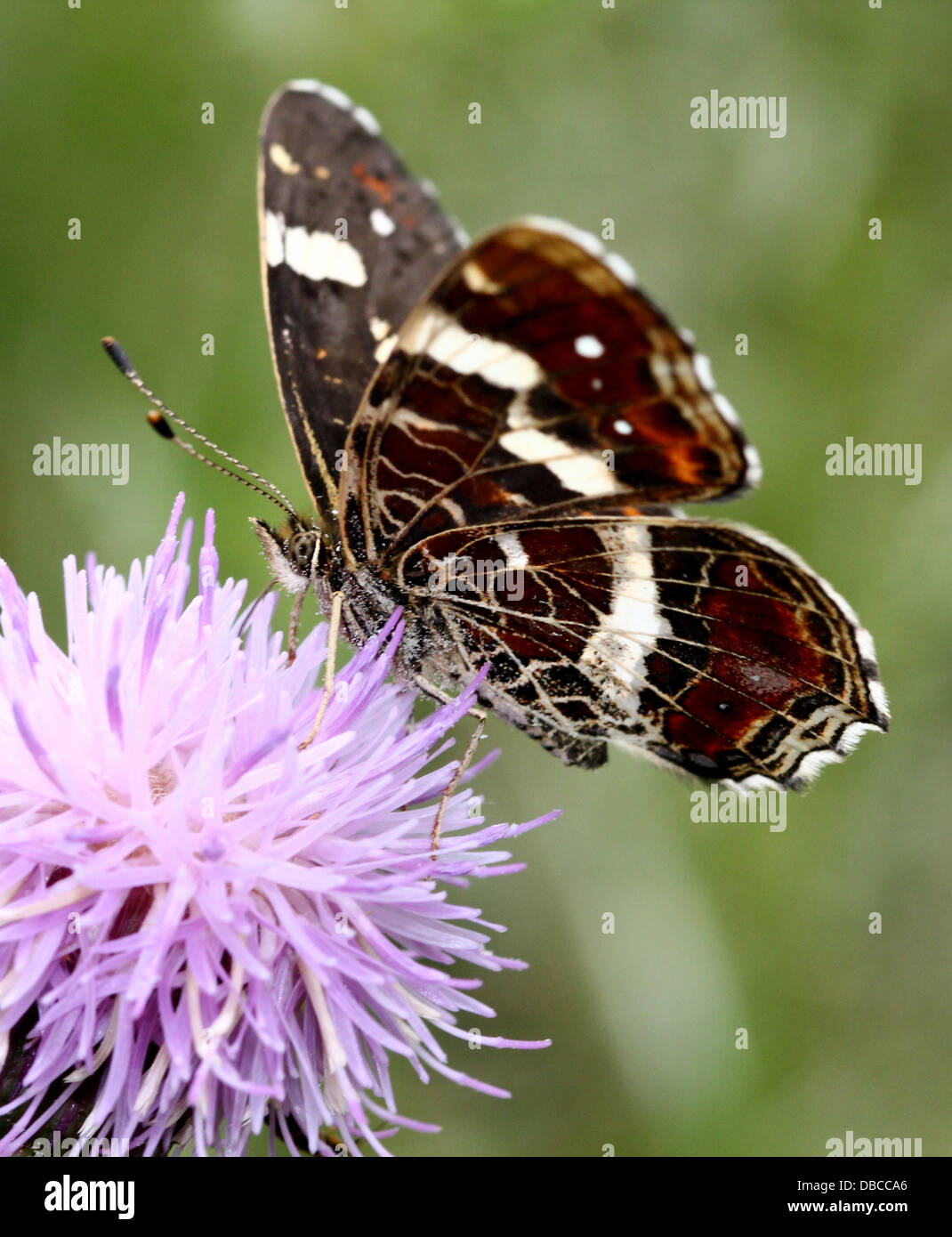 Map of papillon hi-res stock photography and images - Alamy