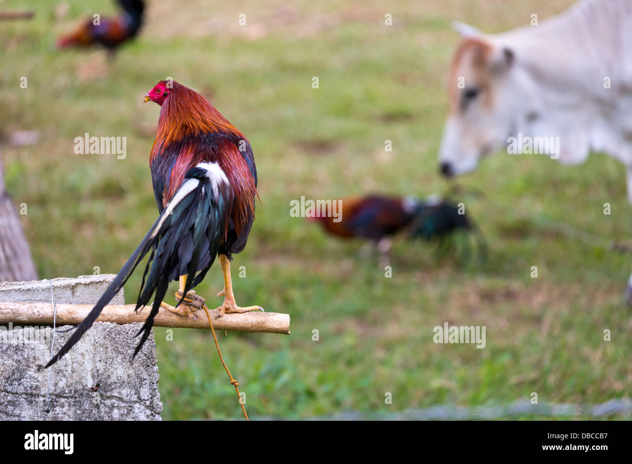 Chicken in the rural Countryside on Bohol Island, Philippines Stock ...