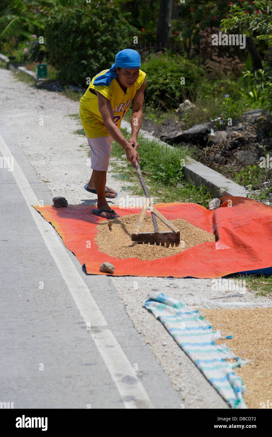 Drying Rice on a rural Country Road on Bohol Island, Philippines Stock ...