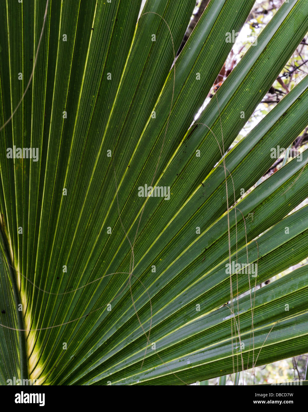 Branch palm tree hi-res stock photography and images - Alamy